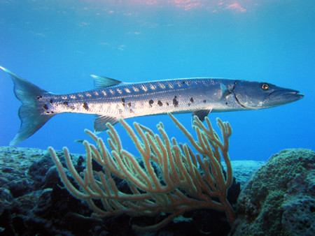 Barracuda Fishing - Fish Charter Curacao