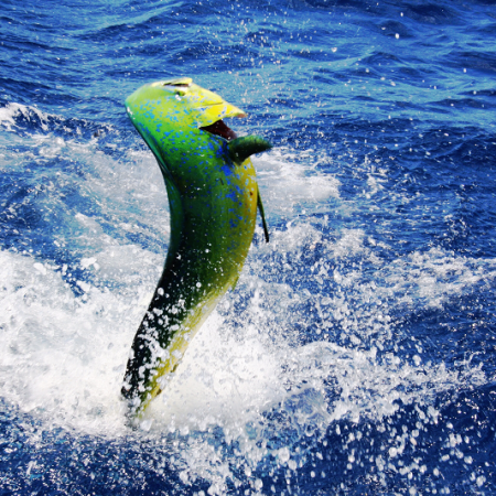 Fish species Curacao Archives - Fish Charter Curacao