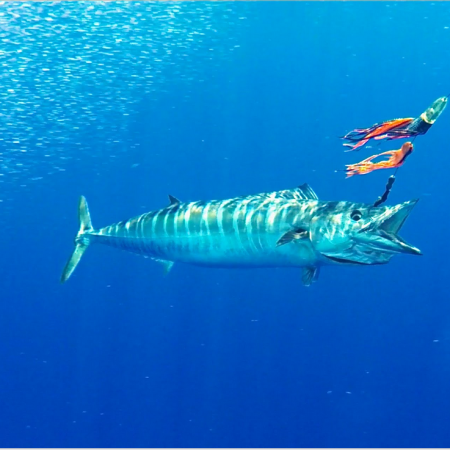 Fish species Curacao Archives - Fish Charter Curacao